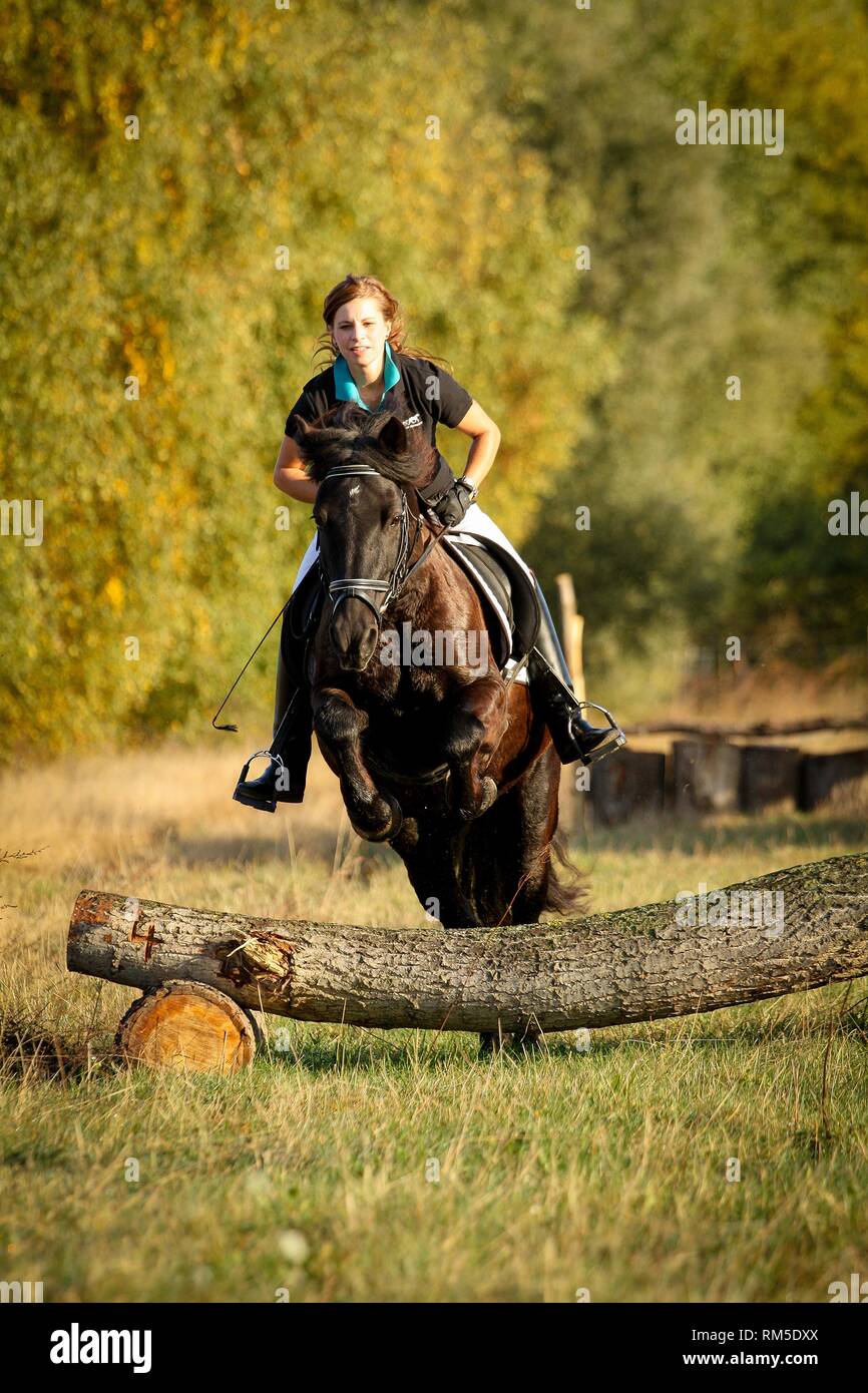 Welsh pony jumping High Resolution Stock Photography and Images - Alamy