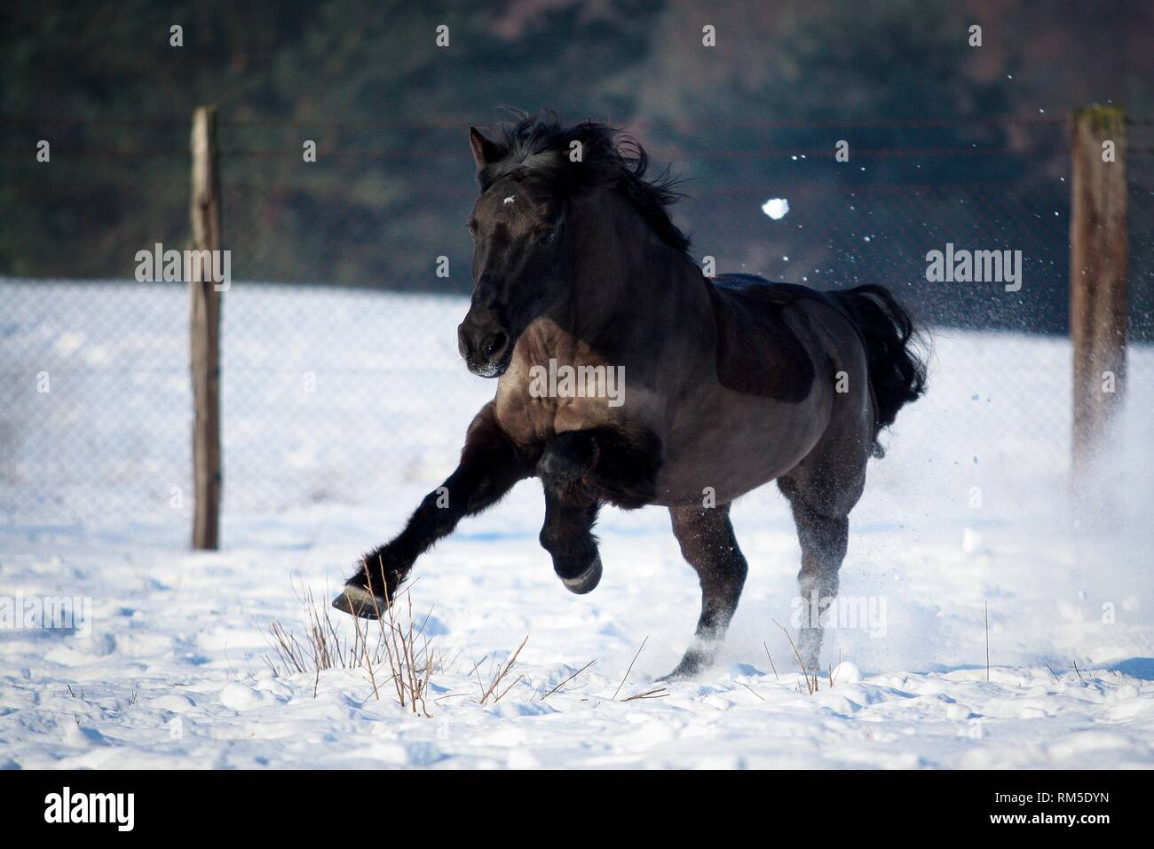 running Welsh Cob Stock Photo - Alamy