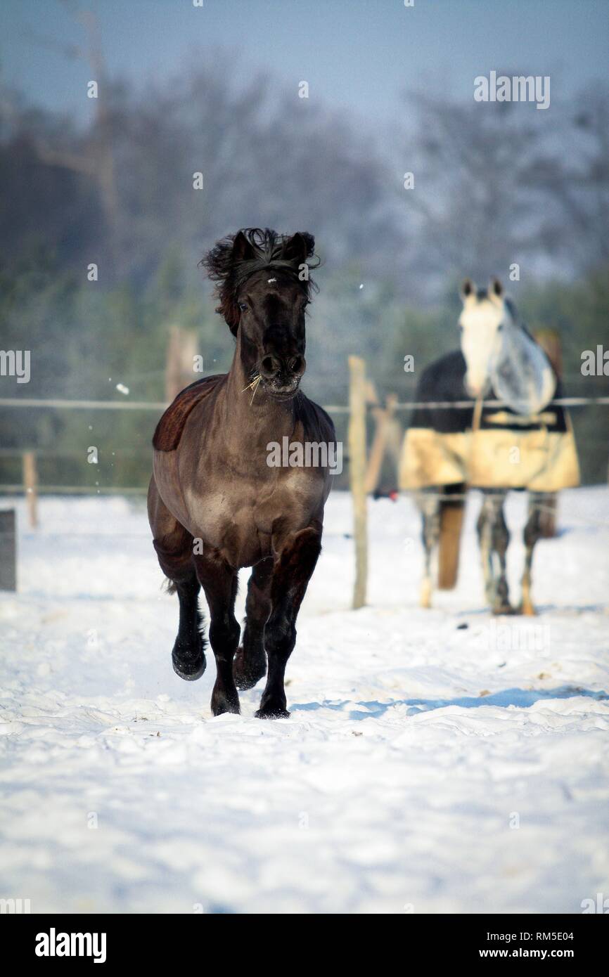 running Welsh Cob Stock Photo - Alamy