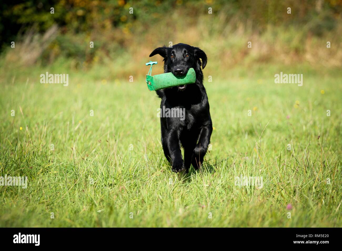 Flat Coated Retriever retrieves dummy Stock Photo - Alamy