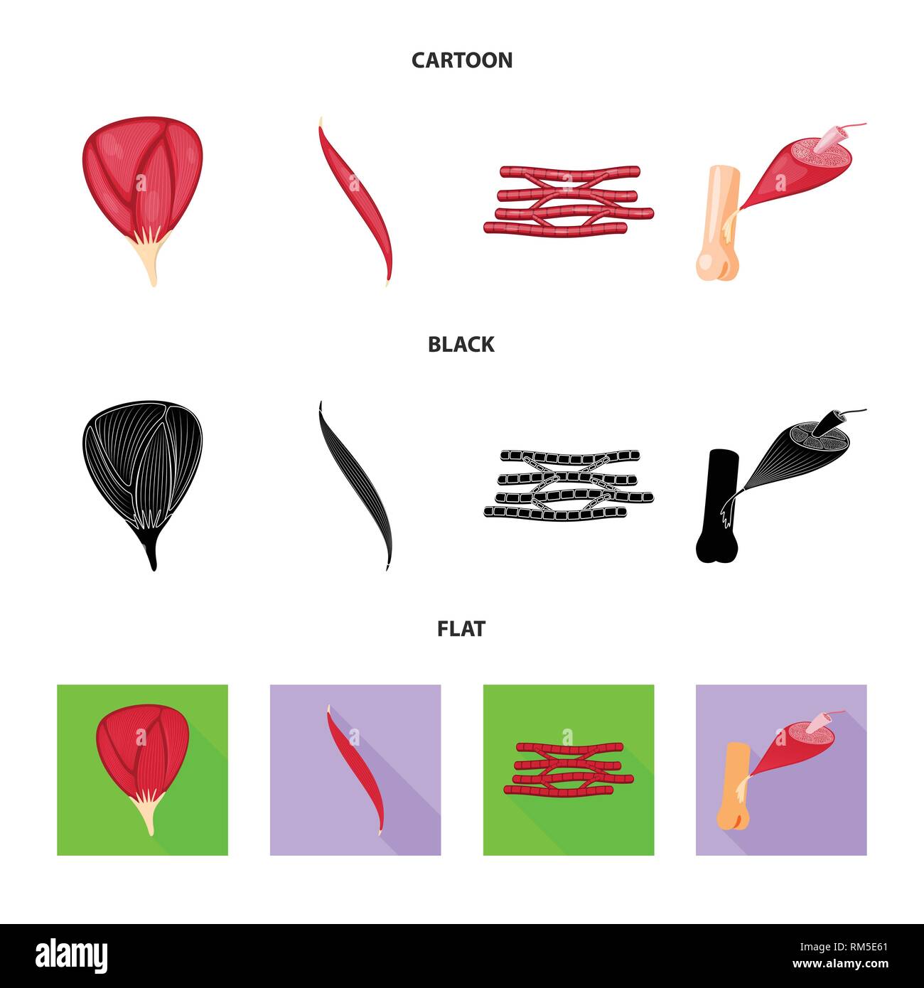 Vector design of fiber and muscular sign. Set of fiber and body vector ...