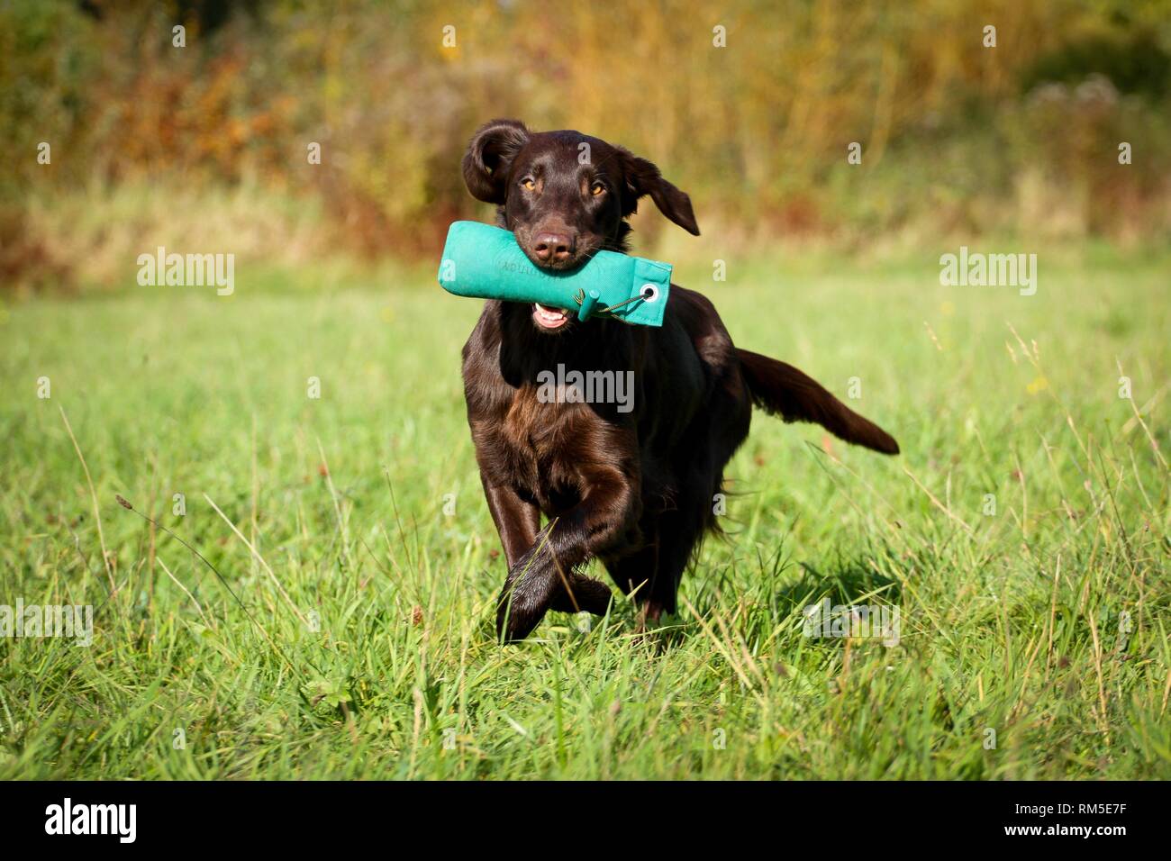 Flat Coated Retriever retrieves dummy Stock Photo - Alamy