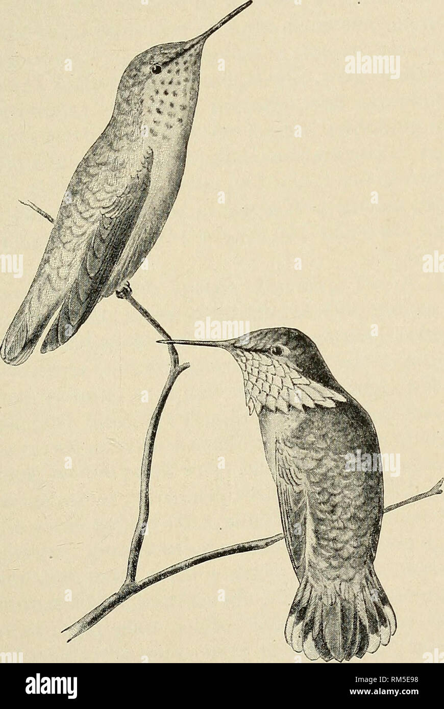 Atthis heloisa hi-res stock photography and images - Alamy