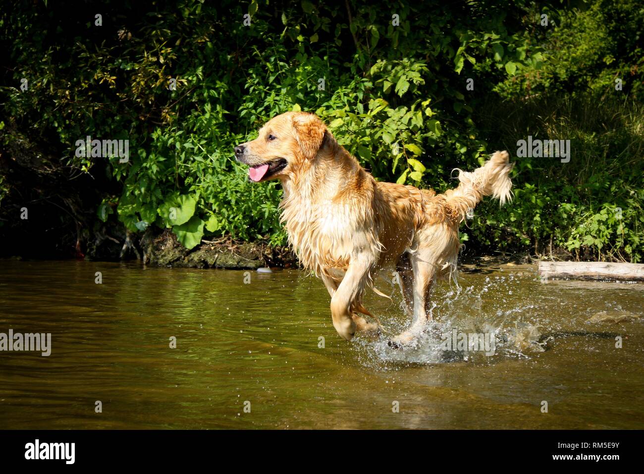 running Golden Retriever Stock Photo - Alamy