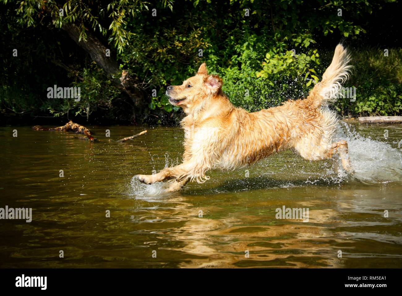 running Golden Retriever Stock Photo - Alamy