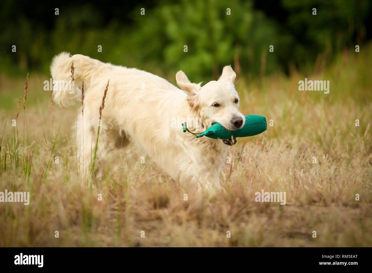 running Golden Retriever Stock Photo - Alamy
