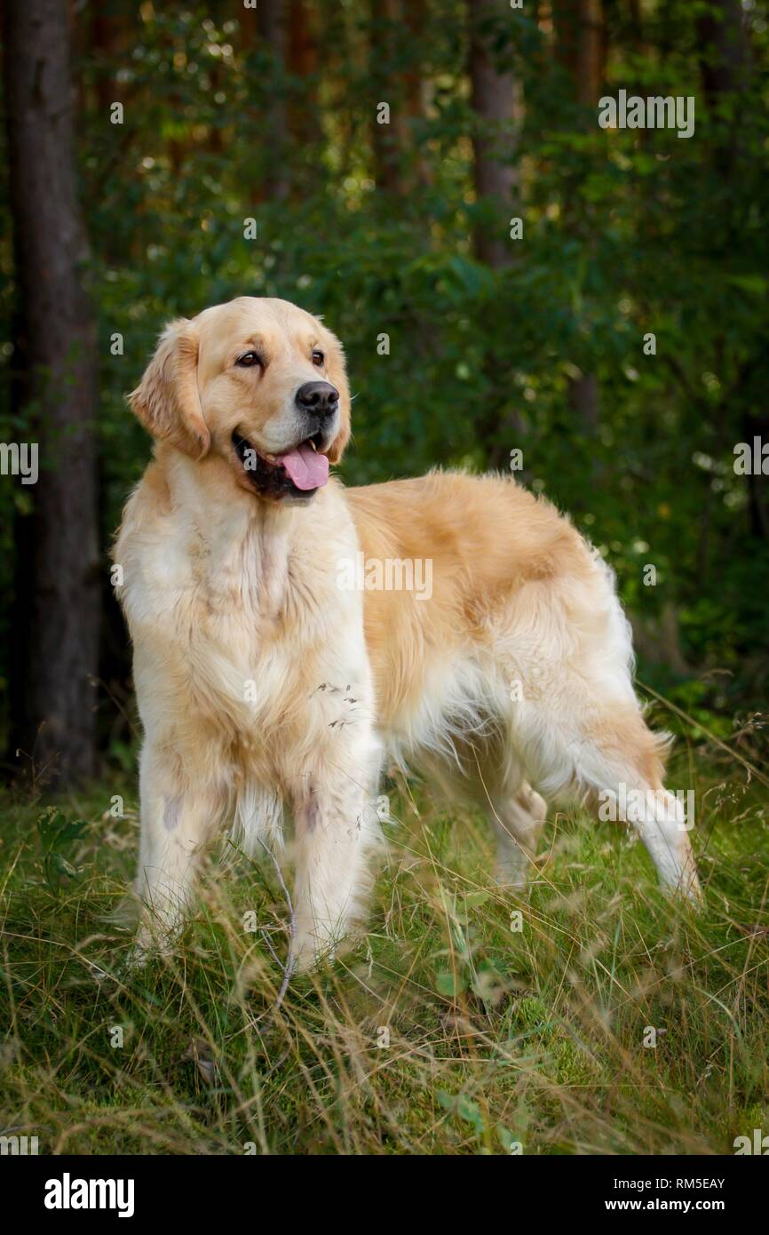 Pale and golden retrievers hi-res stock photography and images - Alamy