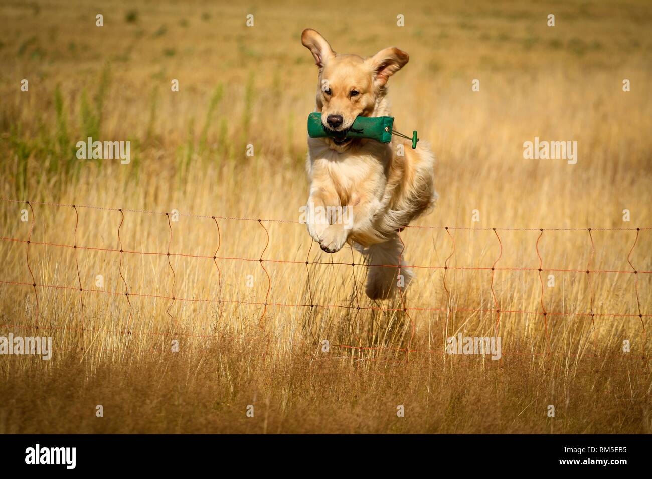 Dog jumps fence hi-res stock photography and images - Alamy