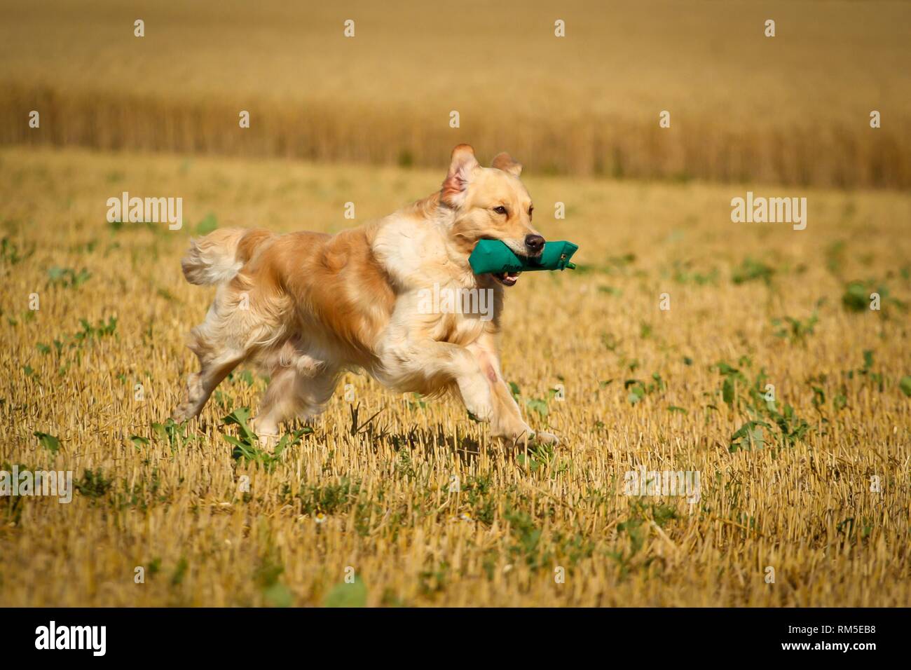running Golden Retriever Stock Photo - Alamy