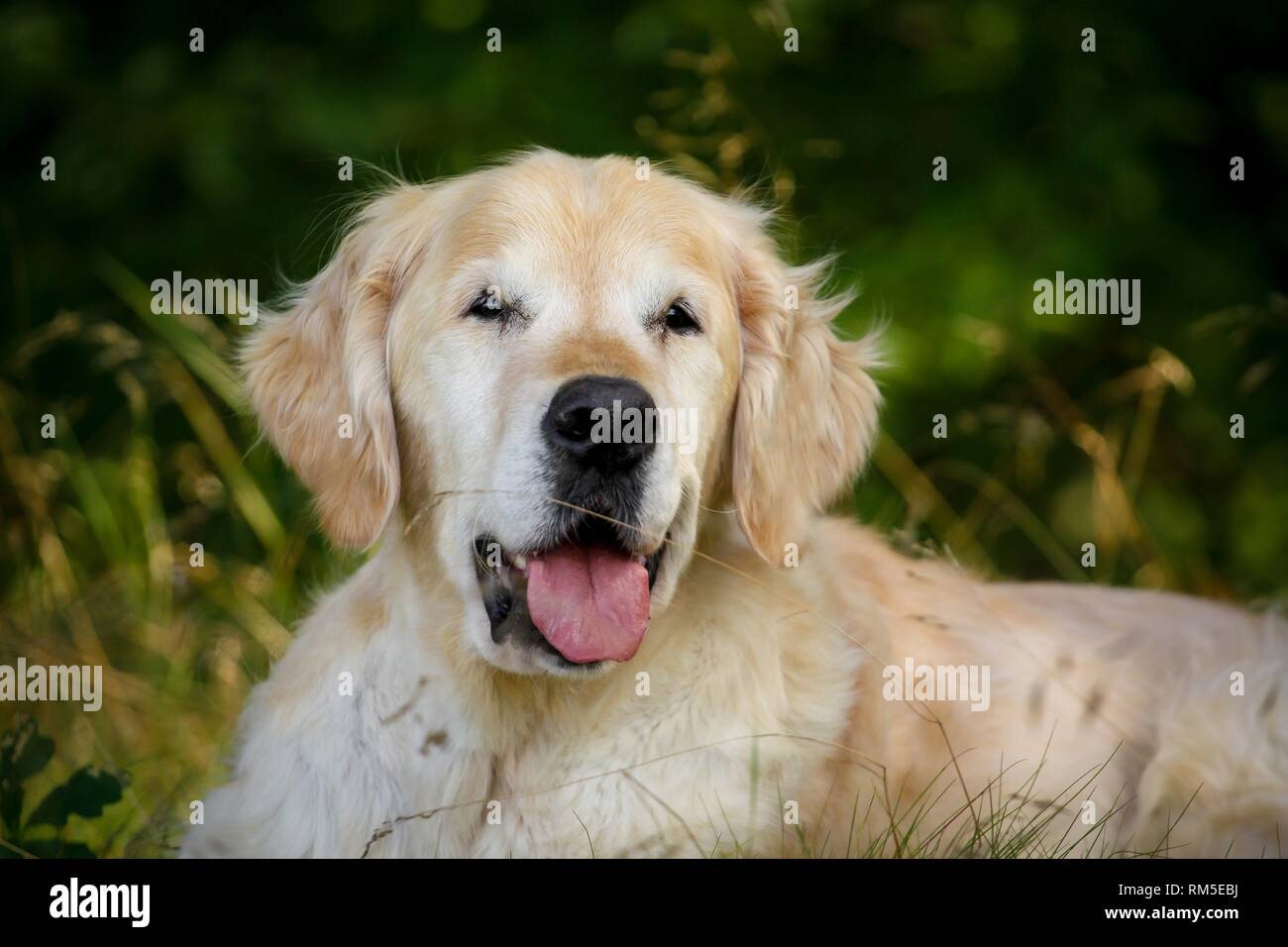 Pale and golden retrievers hi-res stock photography and images - Alamy