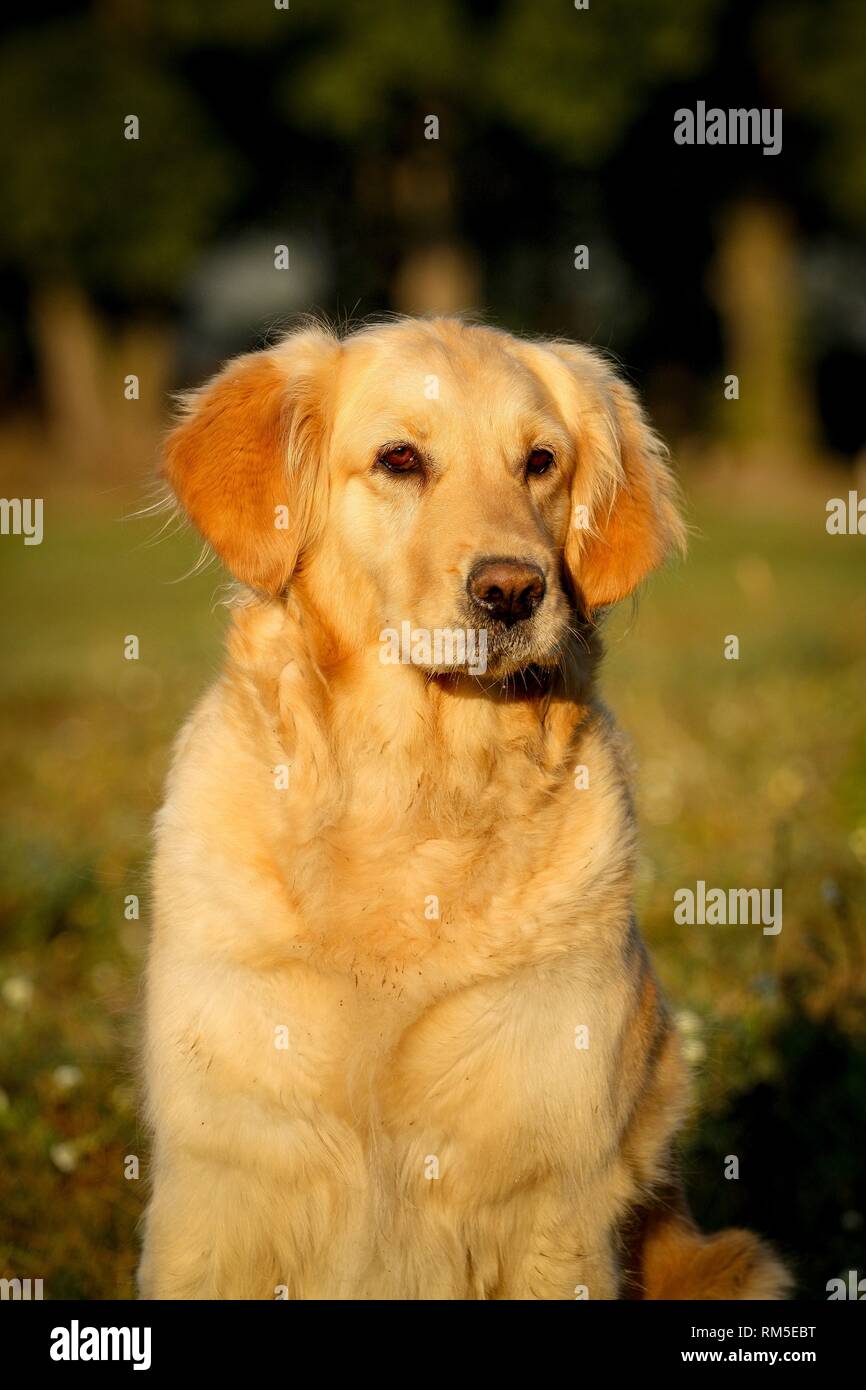 Pale and golden retrievers hi-res stock photography and images - Alamy