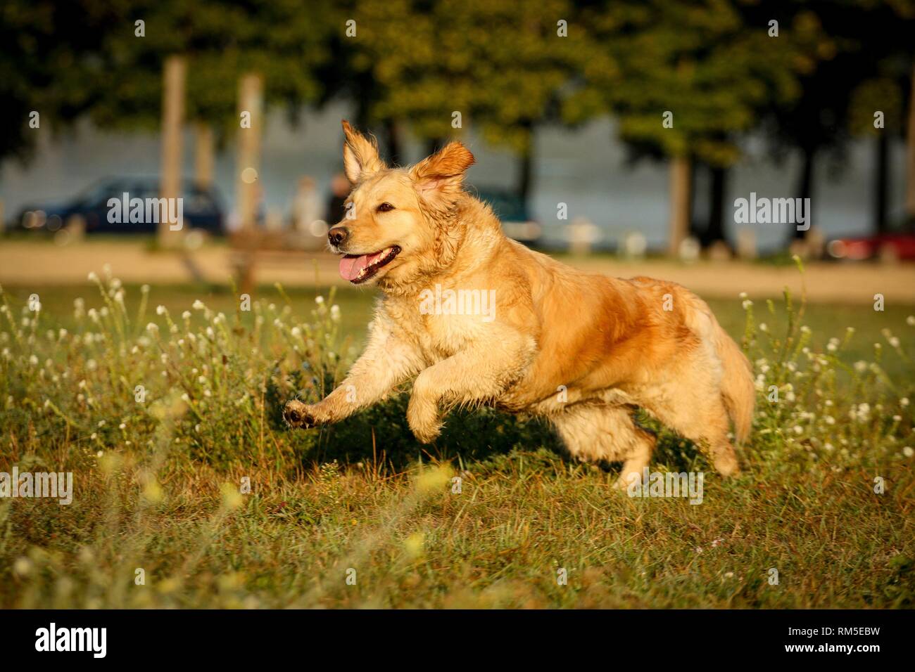 running Golden Retriever Stock Photo - Alamy