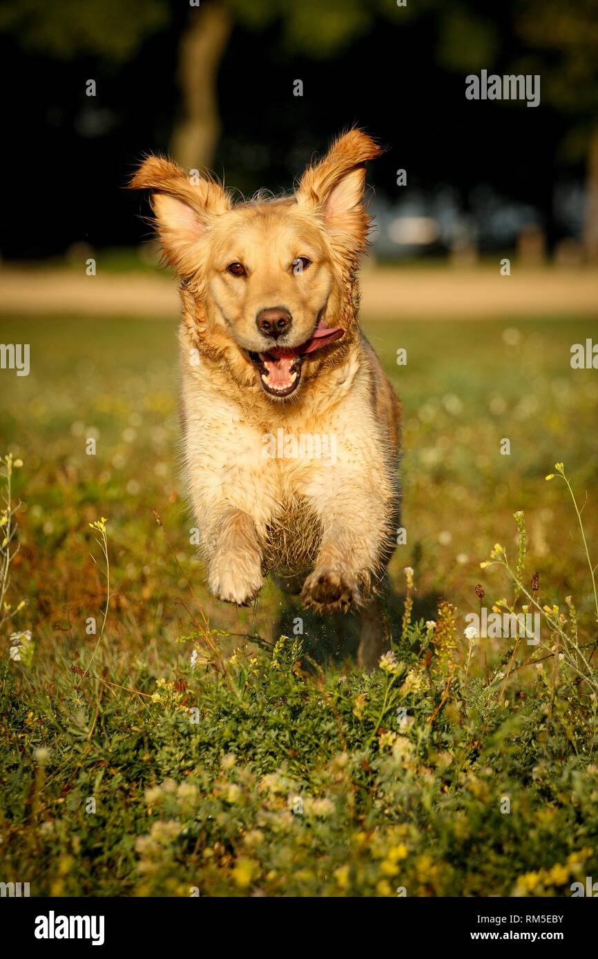 running Golden Retriever Stock Photo - Alamy