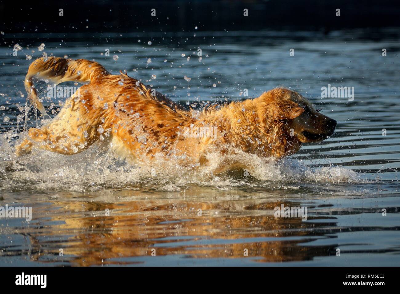 running Golden Retriever Stock Photo - Alamy