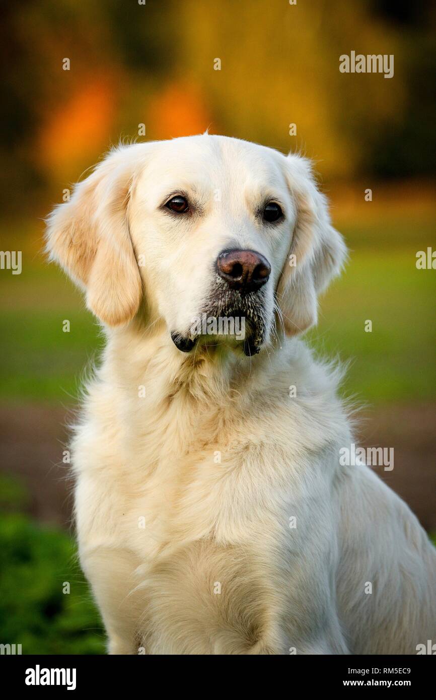 Golden Retriever Portrait Stock Photo - Alamy