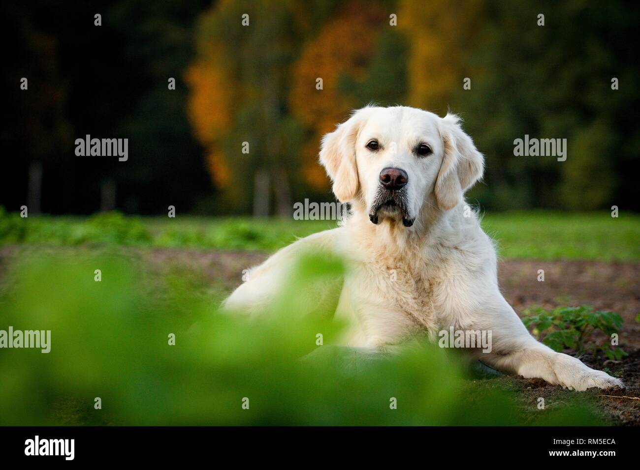 Pale and golden retrievers hi-res stock photography and images - Alamy