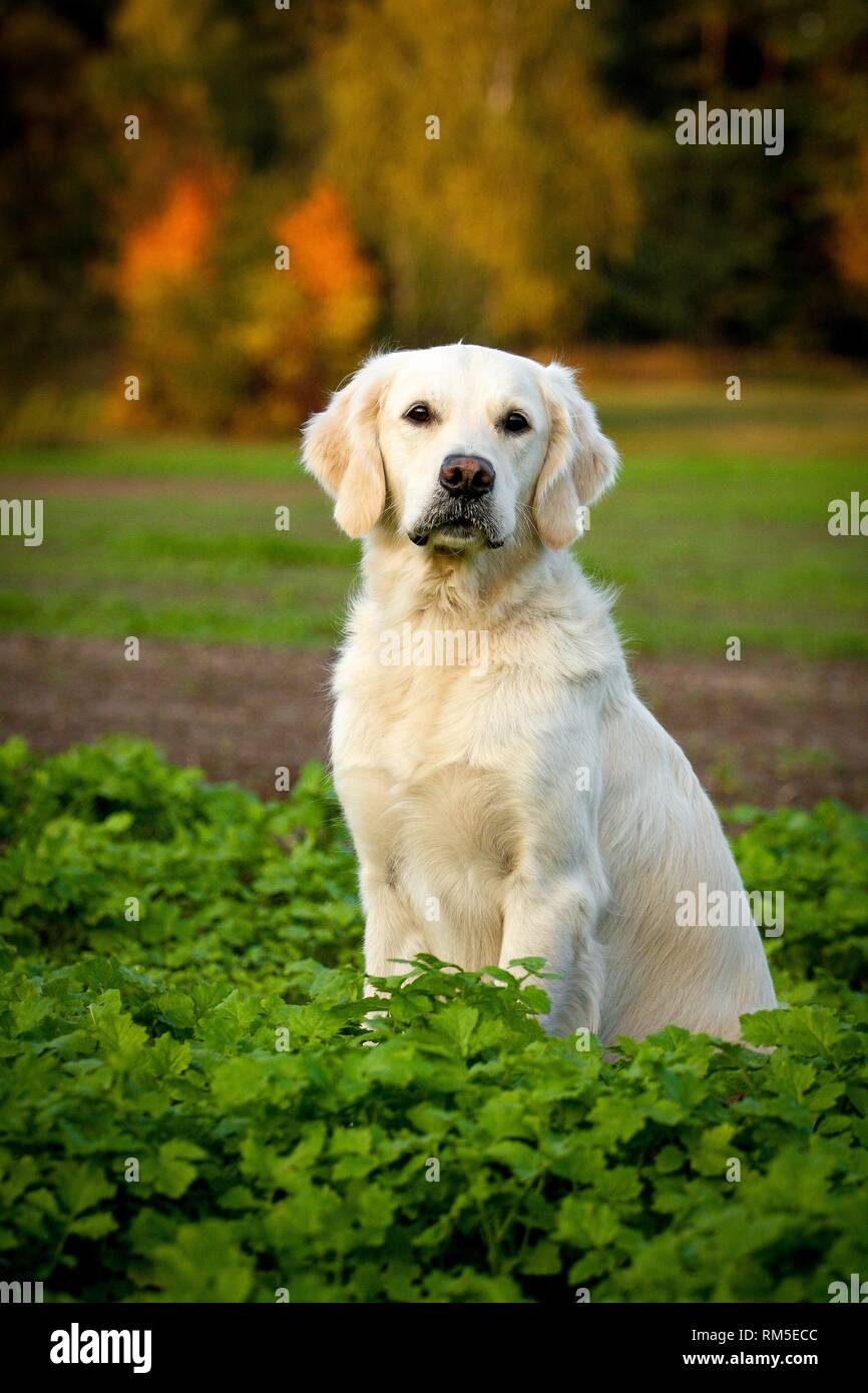 Pale and golden retrievers hi-res stock photography and images - Alamy