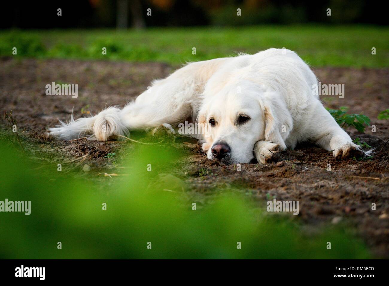 Pale and golden retrievers hi-res stock photography and images - Alamy