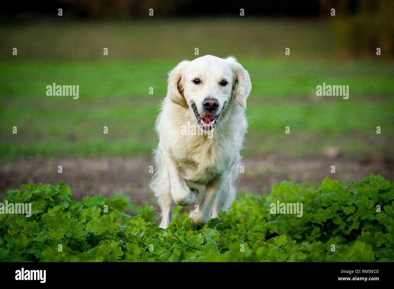 Pale and golden retrievers hi-res stock photography and images - Alamy