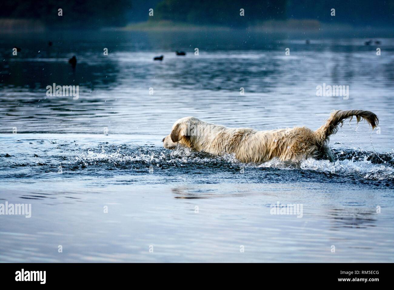 Golden Retriever in the water Stock Photo - Alamy
