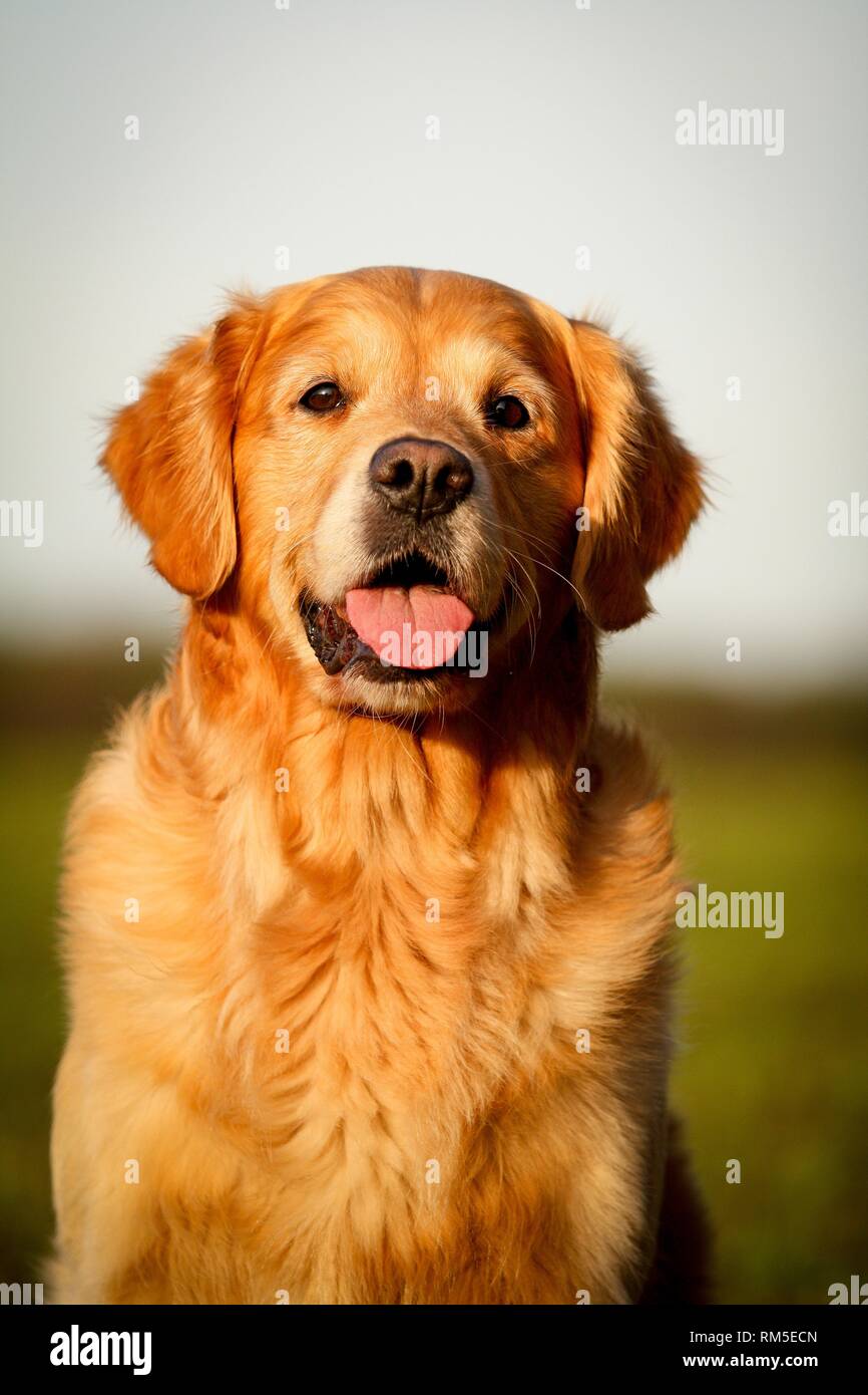 Pale and golden retrievers hi-res stock photography and images - Alamy