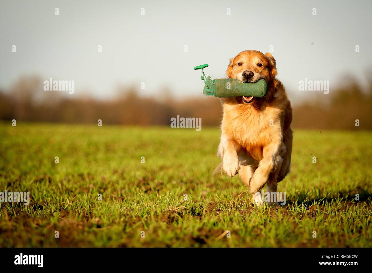 running Golden Retriever Stock Photo - Alamy