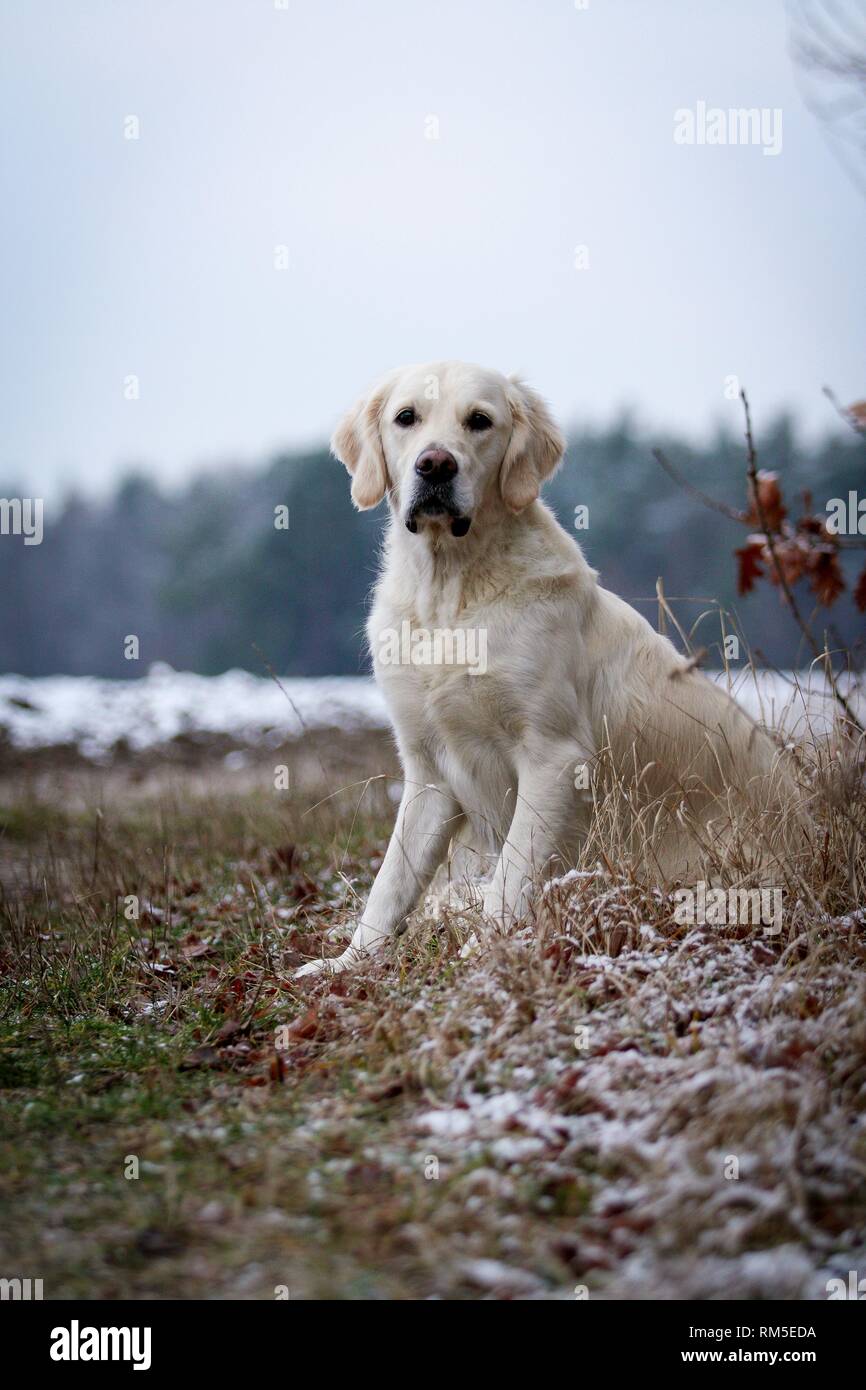 Pale and golden retrievers hi-res stock photography and images - Alamy