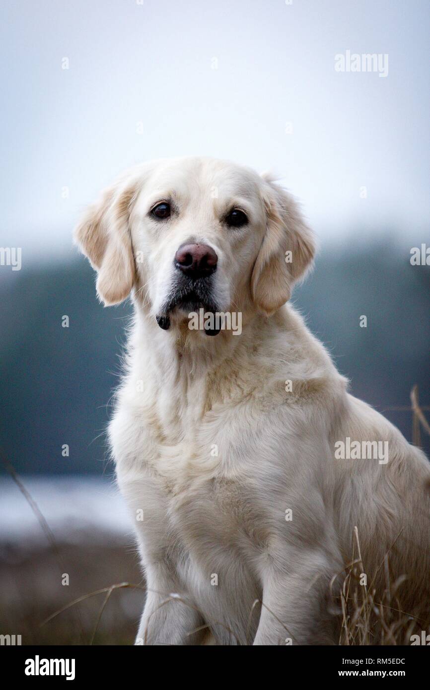 Golden Retriever Portrait Stock Photo - Alamy