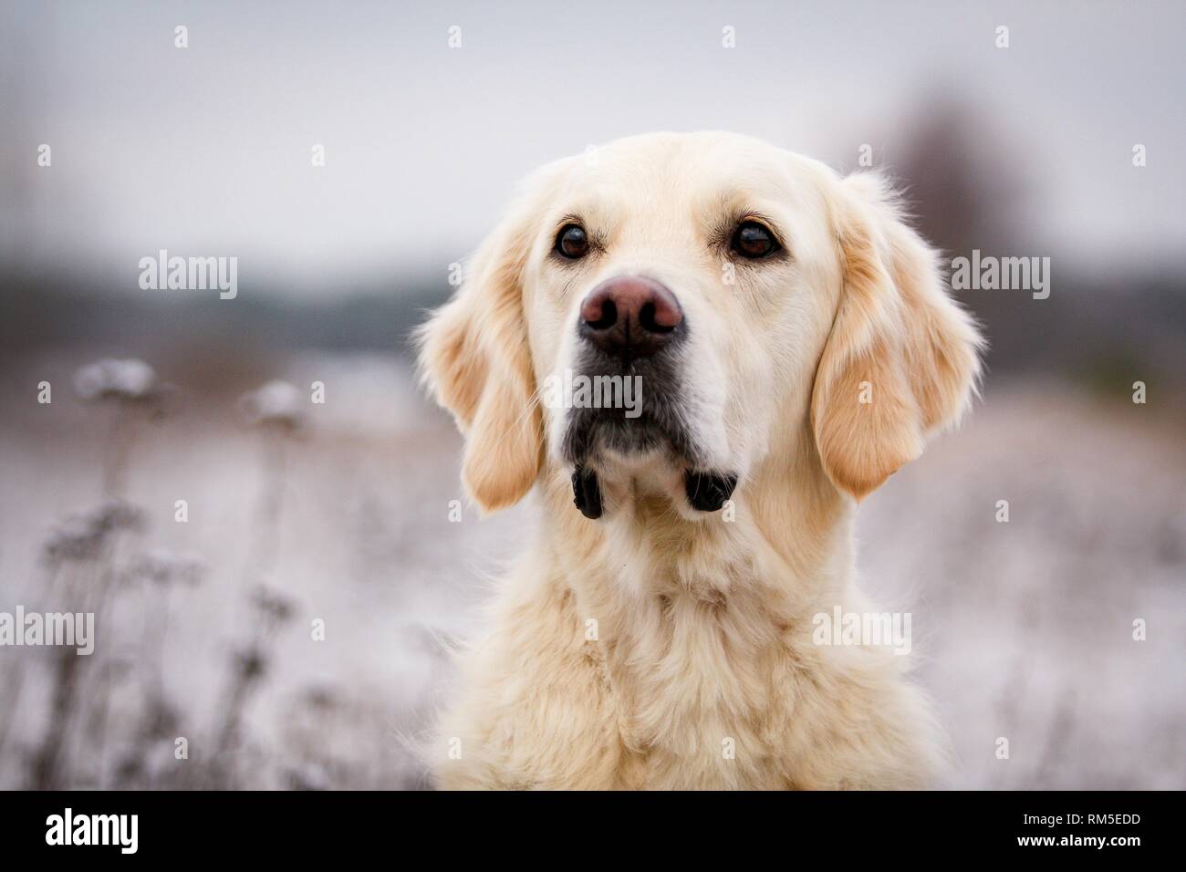Pale and golden retrievers hi-res stock photography and images - Alamy