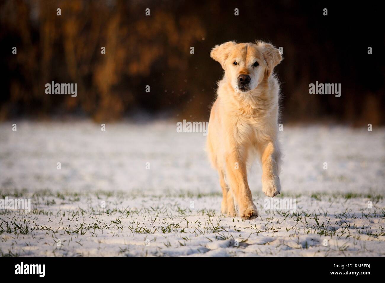 Pale and golden retrievers hi-res stock photography and images - Alamy