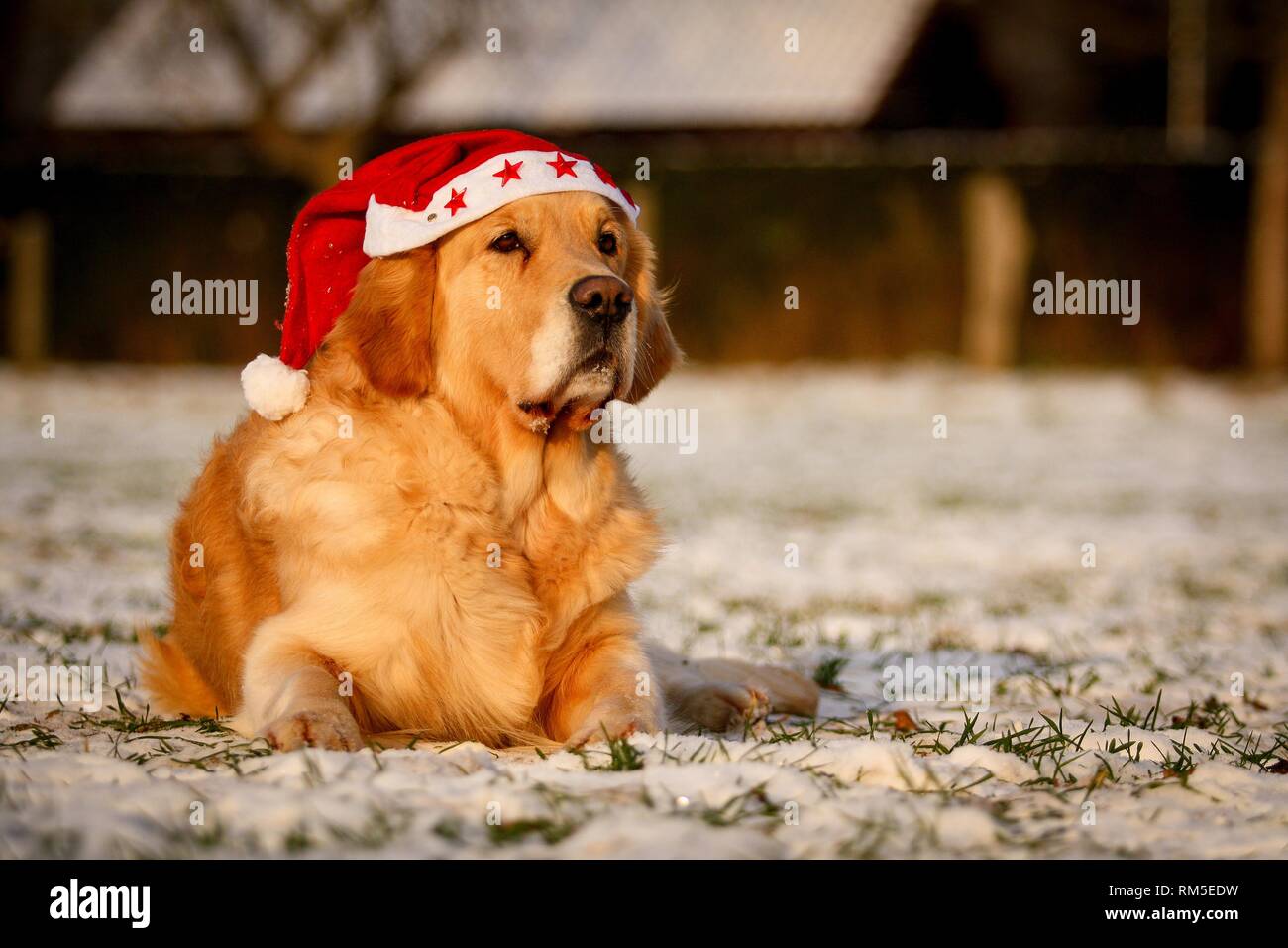 Golden retriever santa hat dog hi-res stock photography and images - Alamy
