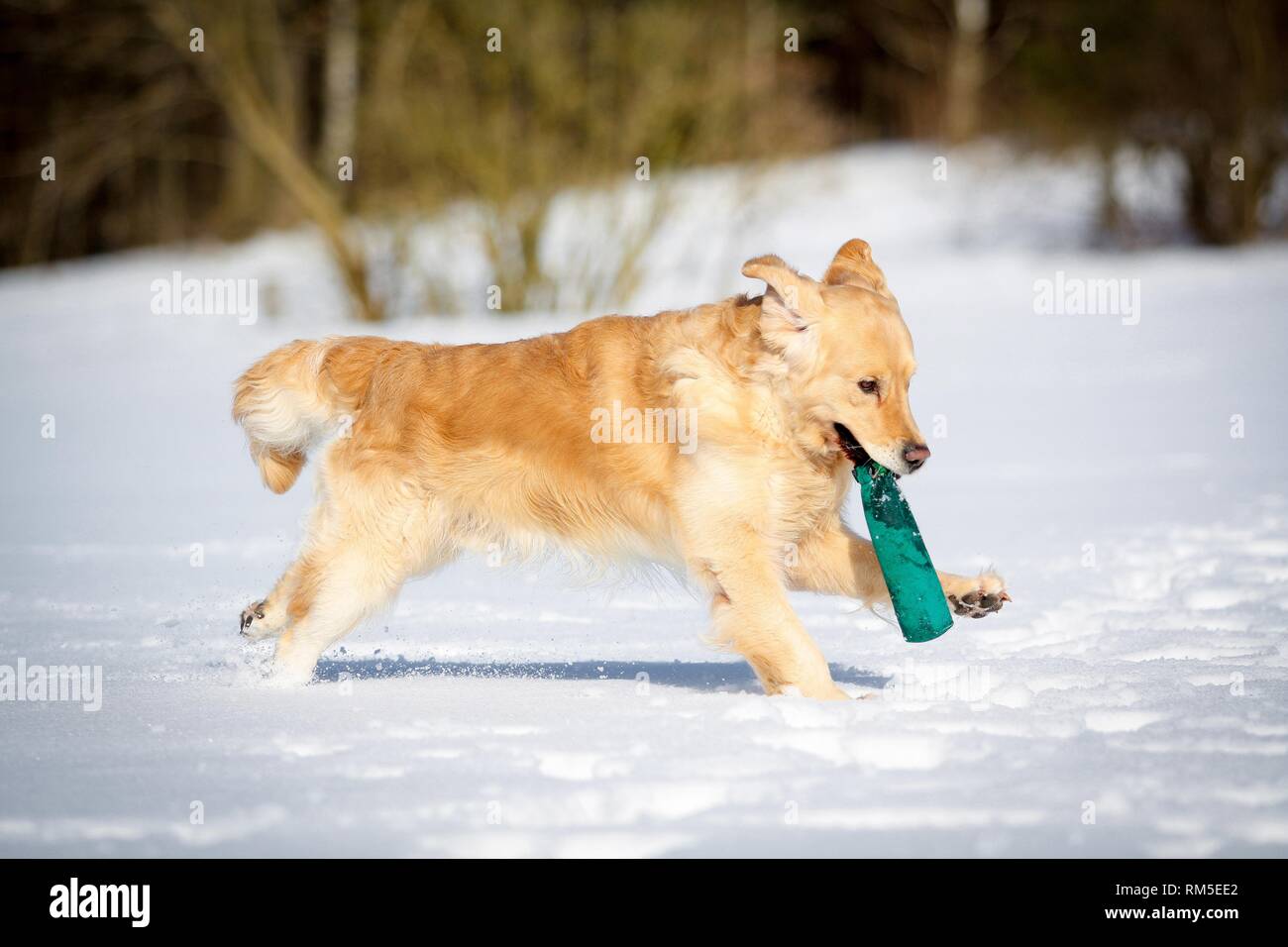 running Golden Retriever Stock Photo - Alamy