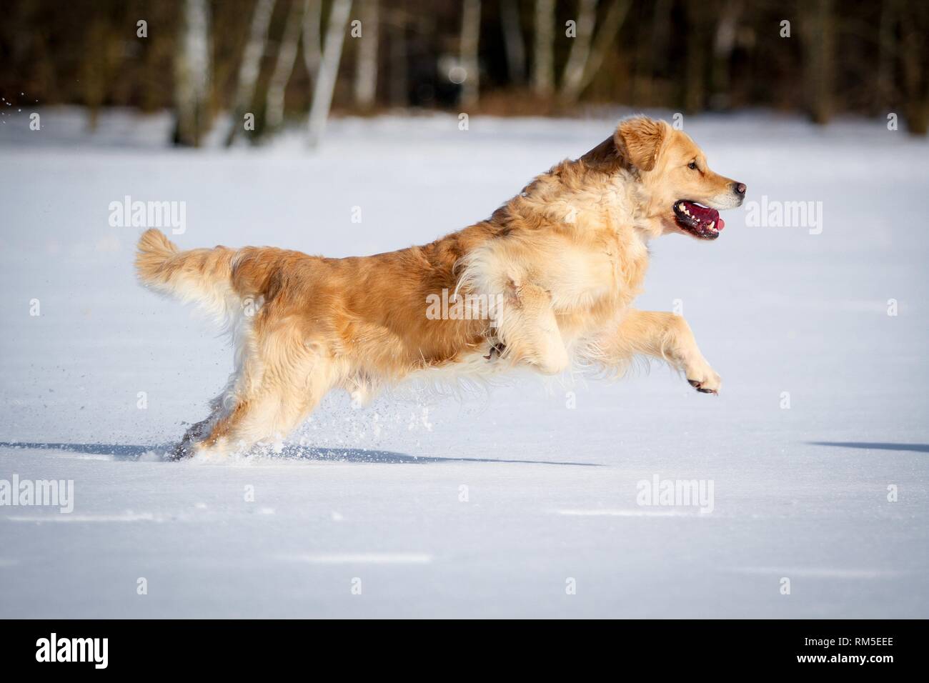 running Golden Retriever Stock Photo - Alamy