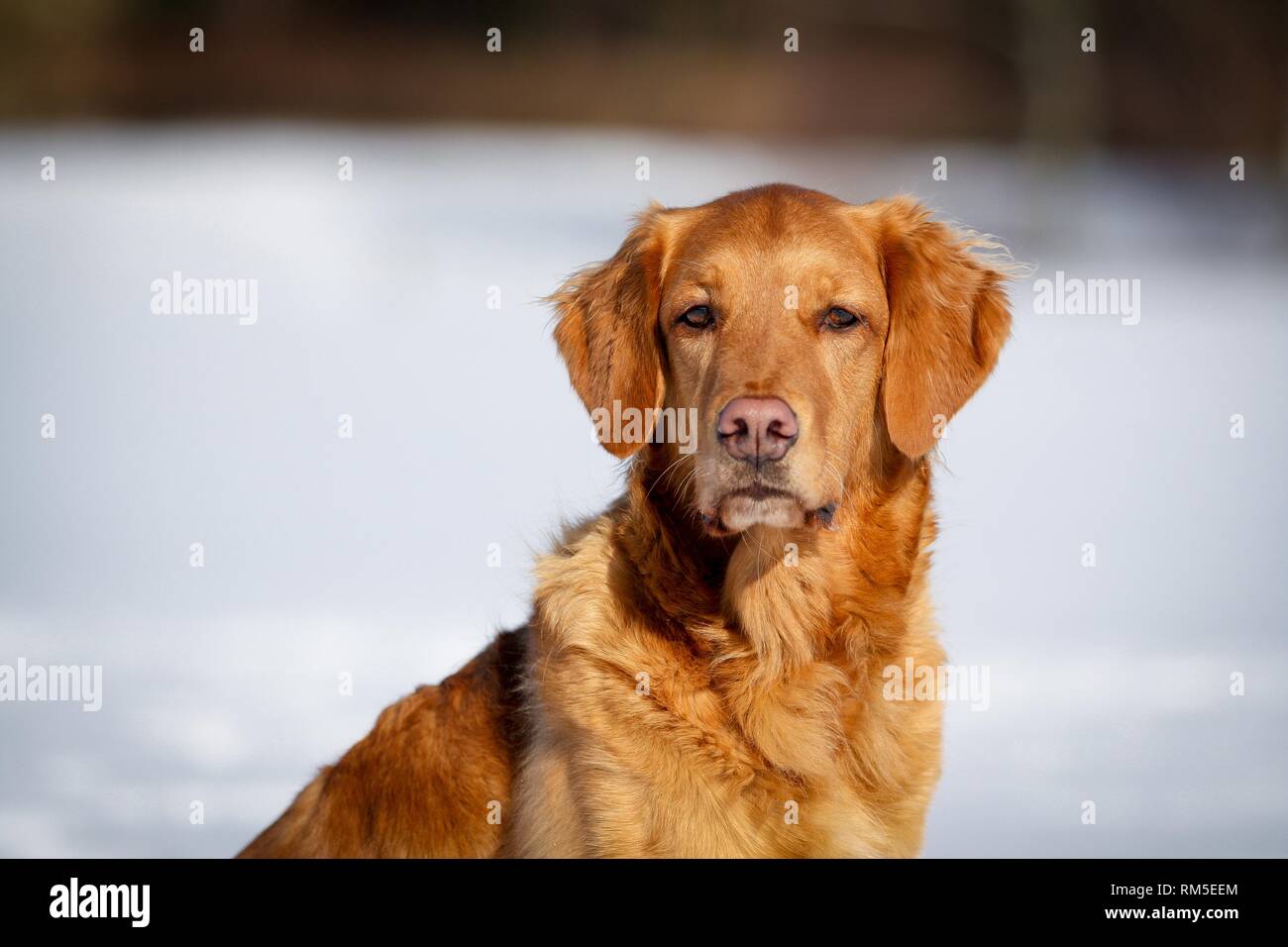 Golden Retriever Portrait Stock Photo - Alamy