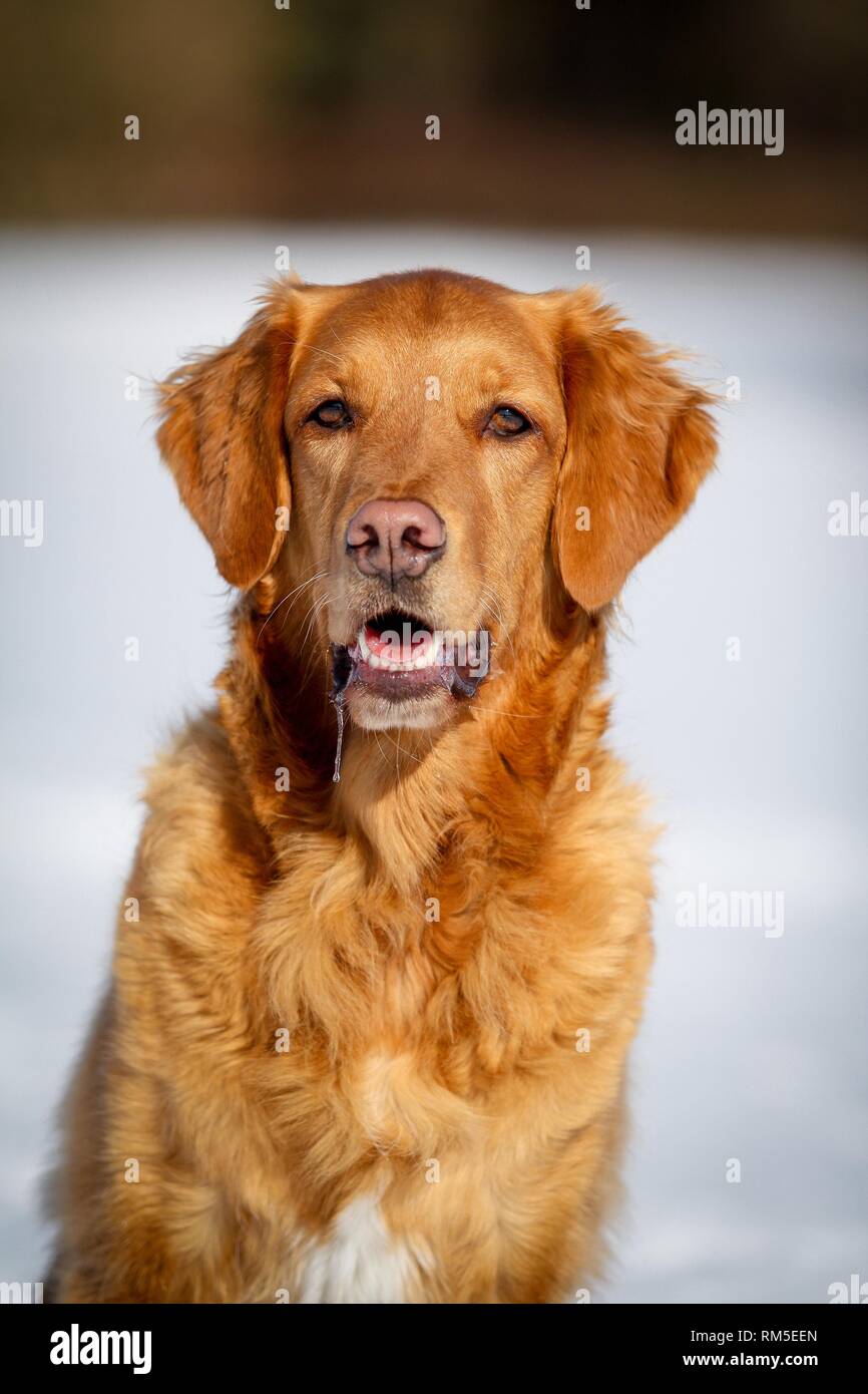 Pale and golden retrievers hi-res stock photography and images - Alamy