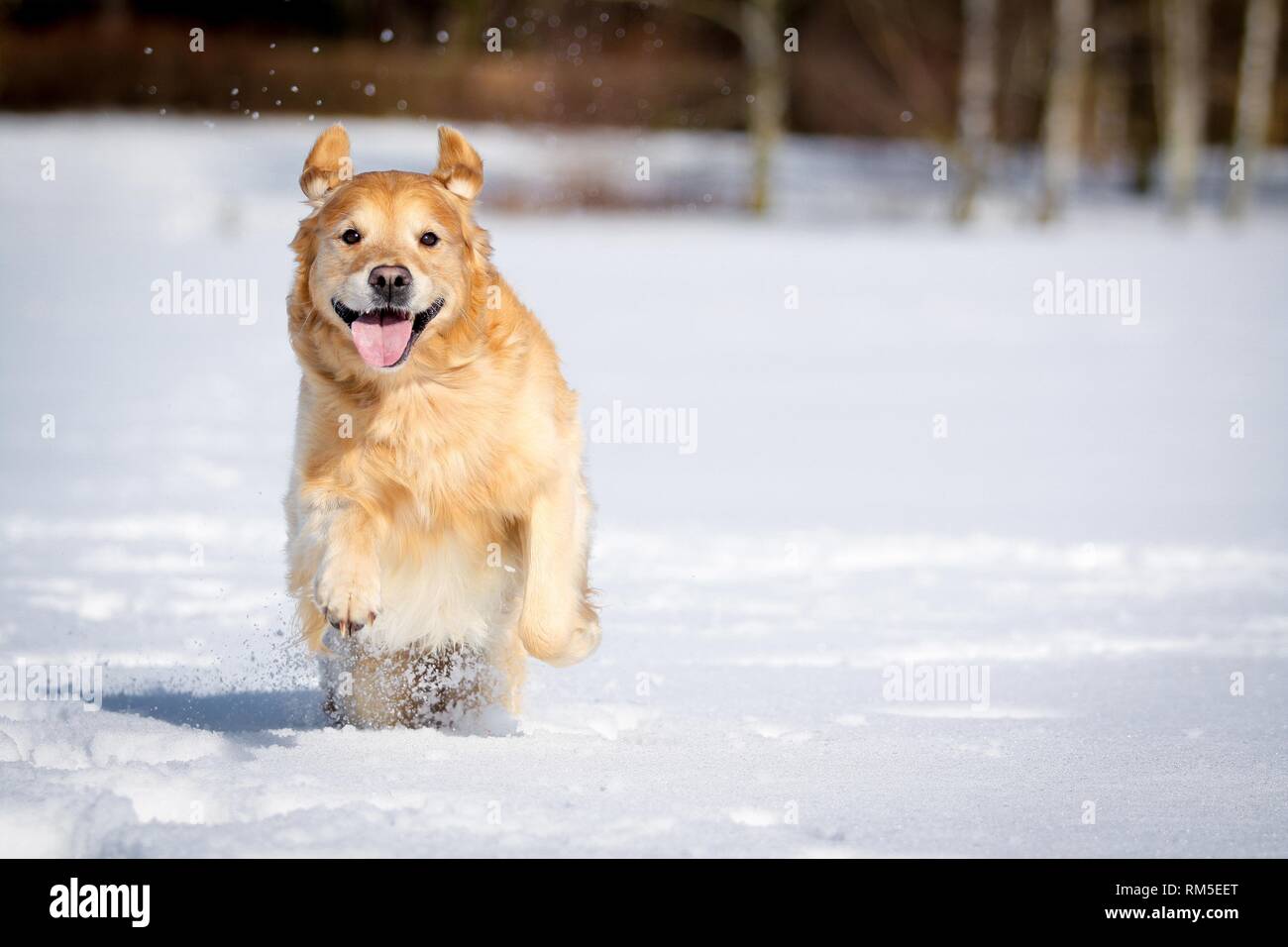 running Golden Retriever Stock Photo - Alamy