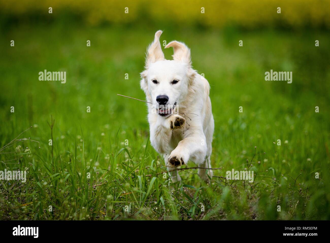 Pale and golden retrievers hi-res stock photography and images - Alamy
