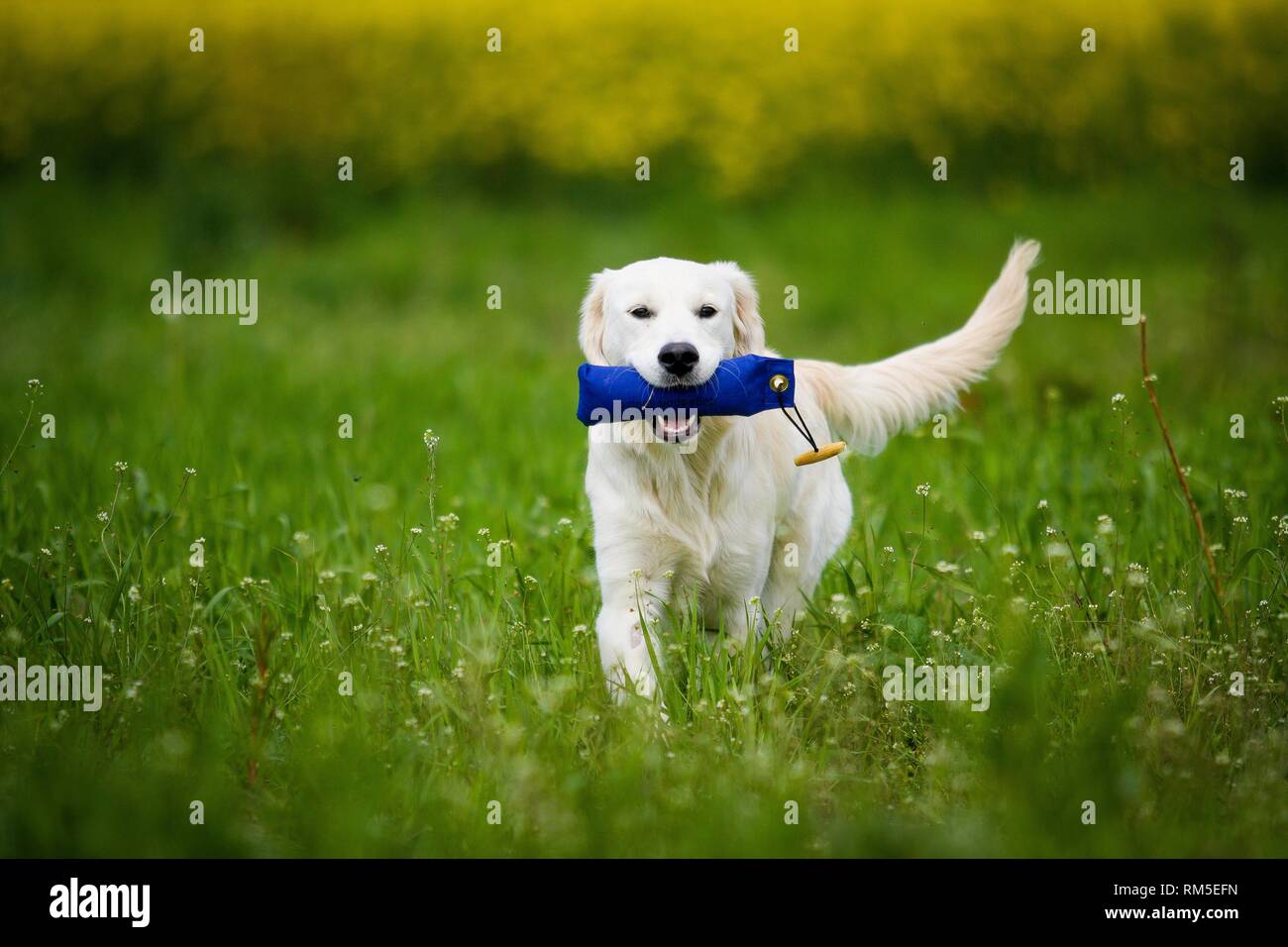 Young hunter carries hi-res stock photography and images - Alamy