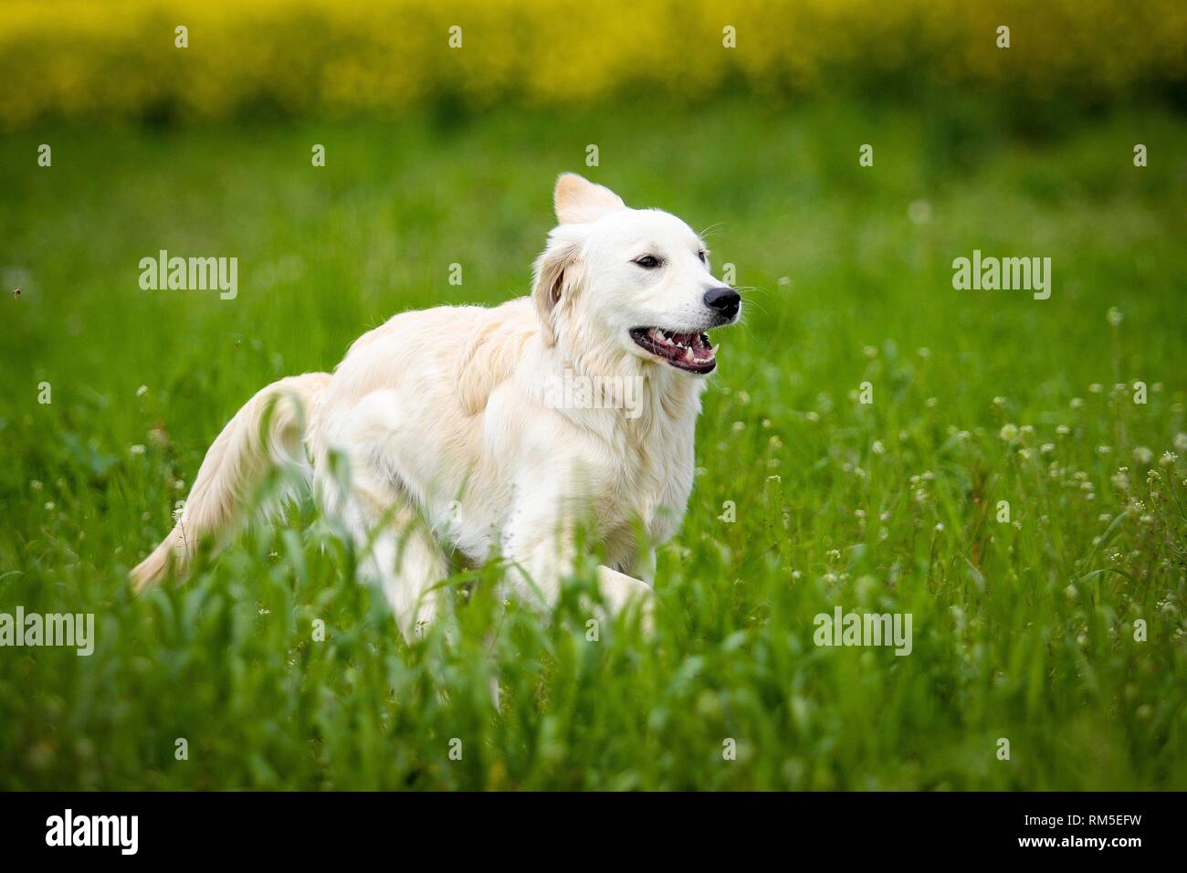 Pale and golden retrievers hi-res stock photography and images - Alamy