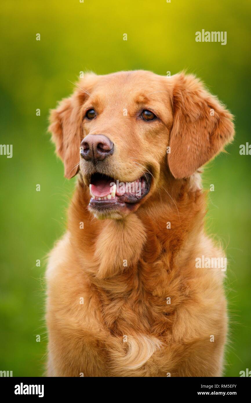 Pale and golden retrievers hi-res stock photography and images - Alamy