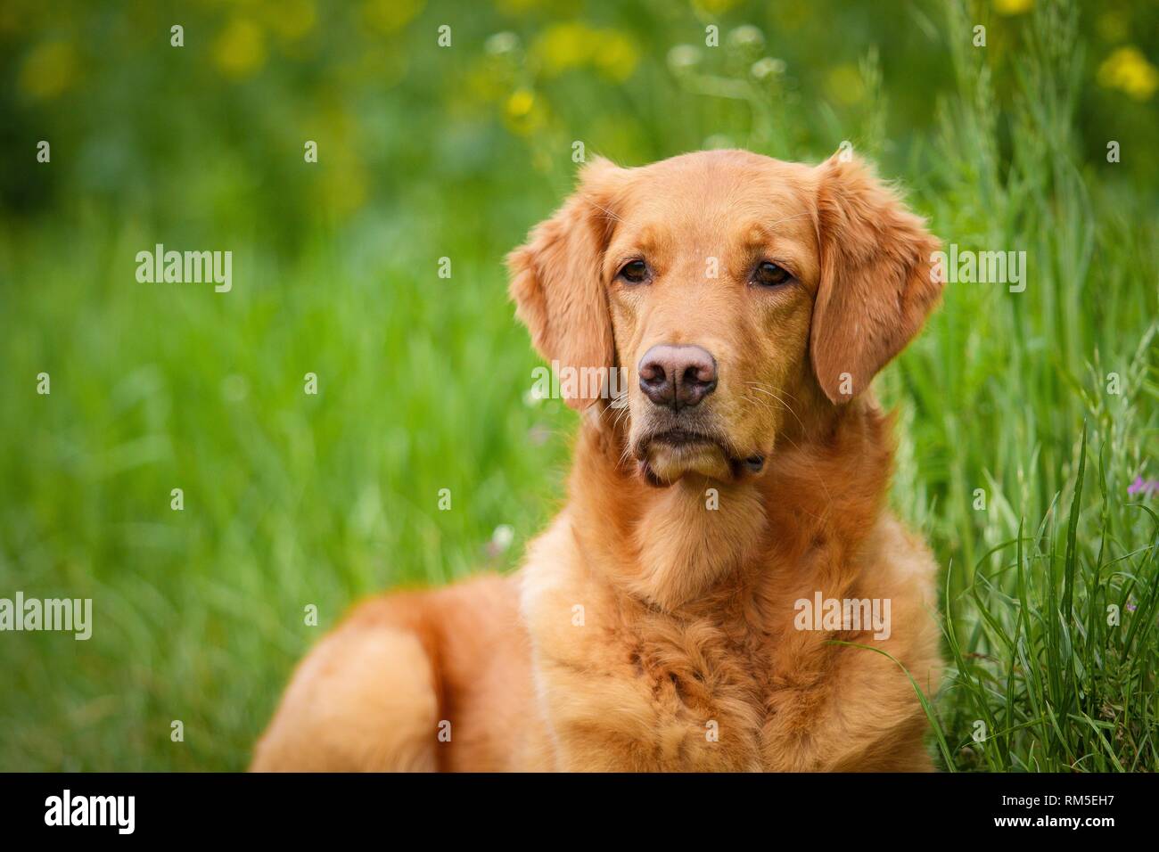 Golden Retriever Portrait Stock Photo - Alamy