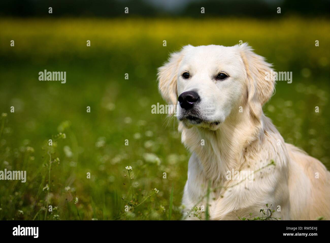 Golden Retriever Portrait Stock Photo - Alamy