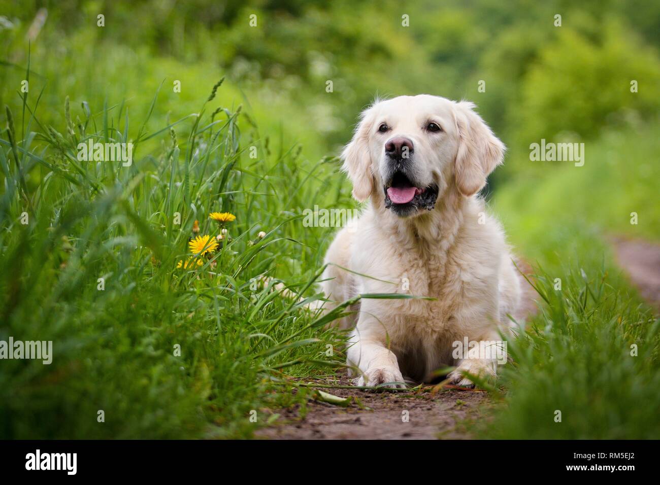 Golden middle way hi-res stock photography and images - Alamy