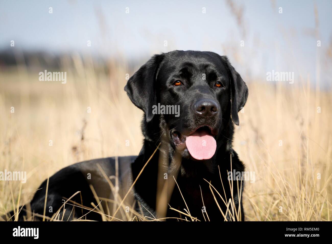 Labrador Retriever Portrait Stock Photo - Alamy
