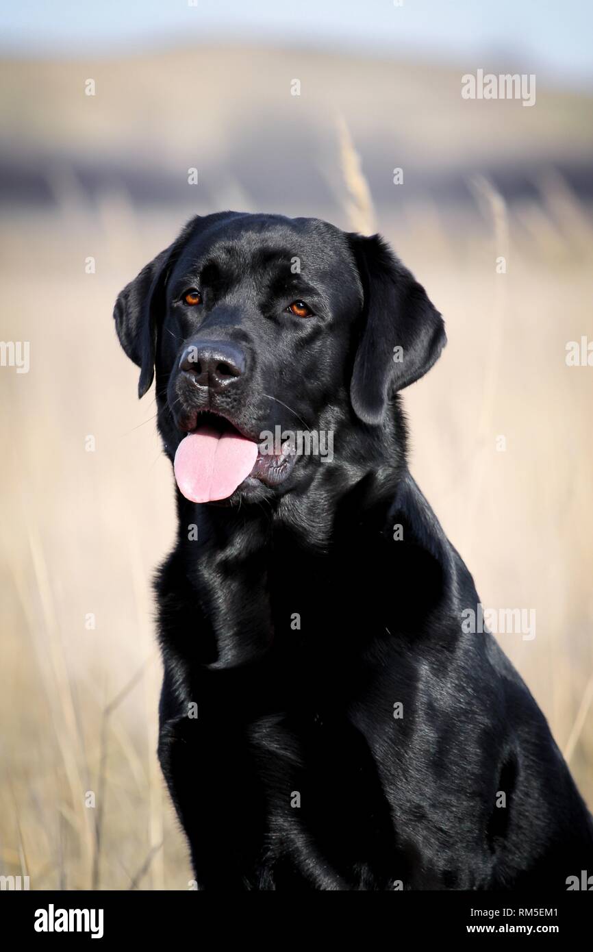 Labrador Retriever Portrait Stock Photo - Alamy