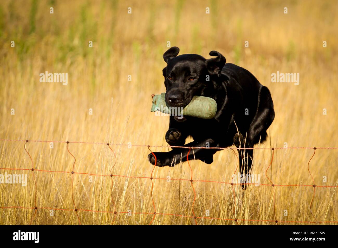 Black labrador dog jumping fence hi-res stock photography and images ...
