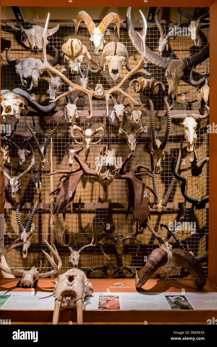 Toronto, OCT 6: Animal skull bone exhibit in the Royal Ontario Museum ...