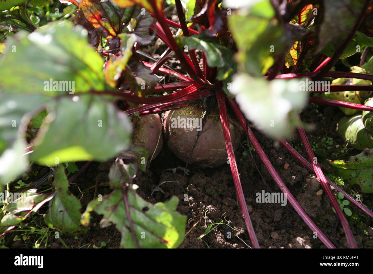 English beetroot hi-res stock photography and images - Alamy