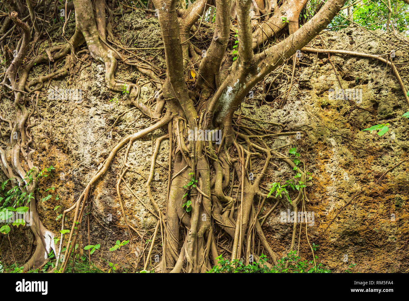 Complex structure of the roots and extensive branching of the Banyan ...