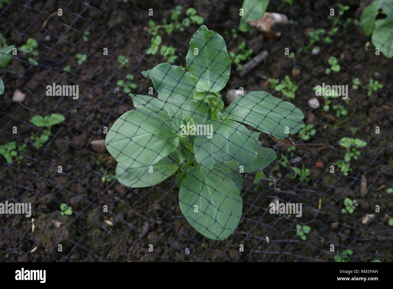 Broad bean seedlings hi-res stock photography and images - Alamy